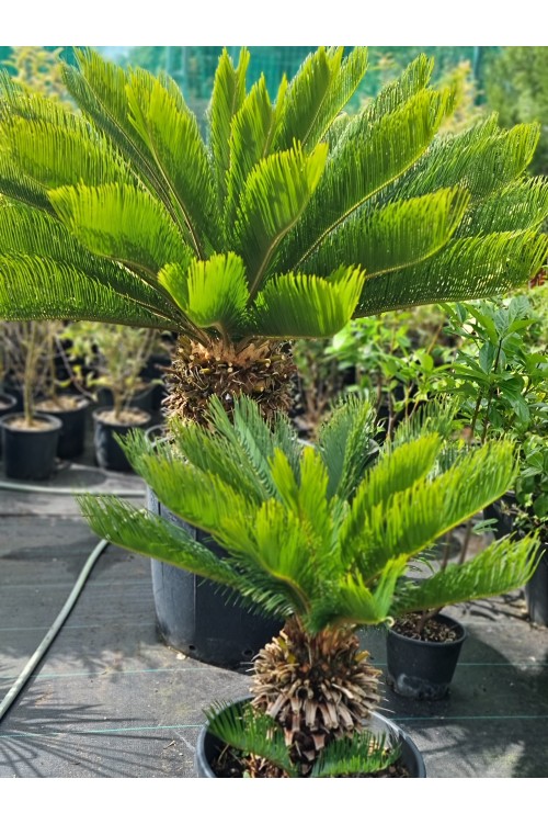 Cycas Revoluta